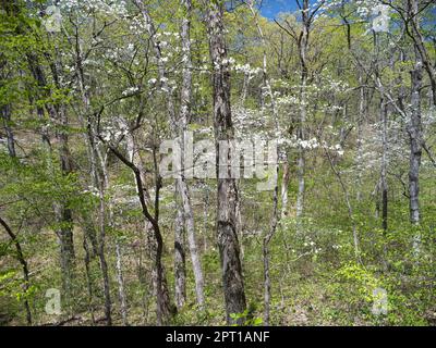 Graham Cave State Park Stock Photo - Alamy