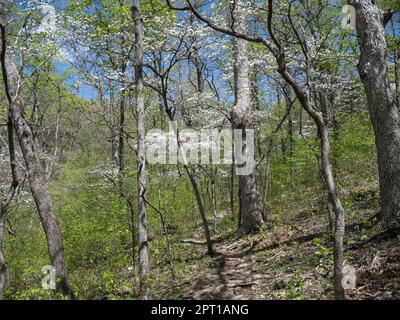 Graham Cave State Park Stock Photo - Alamy