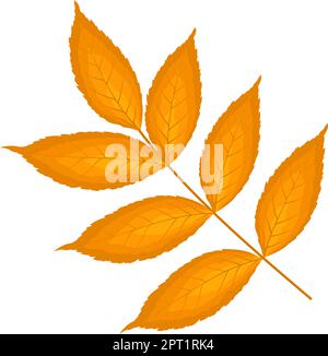 Autumn ash-tree leaf. Leaf fall. Vector illustration Stock Vector Image ...