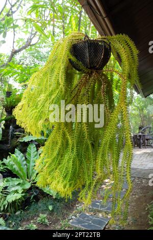 Air purifying plants for home, stock photo Stock Photo - Alamy
