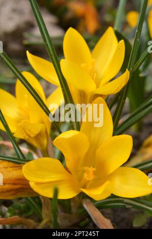 In nature, garden crocuses bloom in the flowerbed in spring Stock Photo ...
