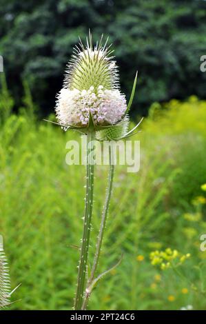 Closeup of wild teasel, dipsacus fullonum, with the sky in the ...