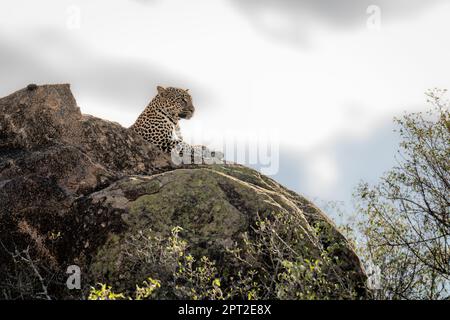 Leopard lies on rocky outcrop above trees Stock Photo - Alamy