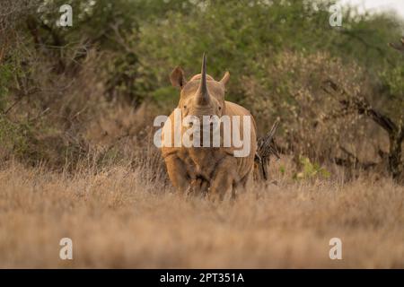 Black rhino stands facing straight towards camera Stock Photo - Alamy