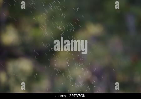 Flying insects in the air. The Nublo Rural Park. Tejeda. Gran Canaria ...