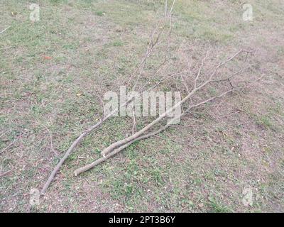 Autumn pruning and painting of trees in a the garden Stock Photo - Alamy