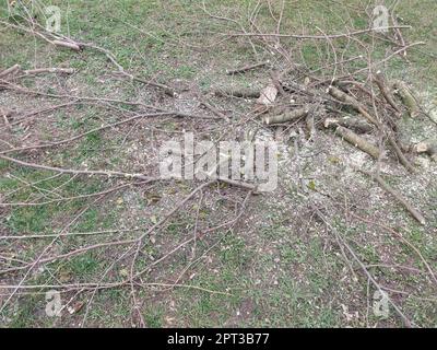 Autumn pruning and painting of trees in a the garden Stock Photo - Alamy