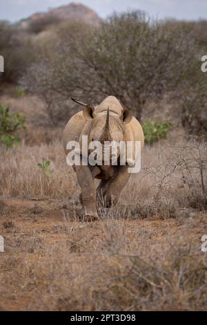 Black rhino charges towards camera over grass Stock Photo - Alamy