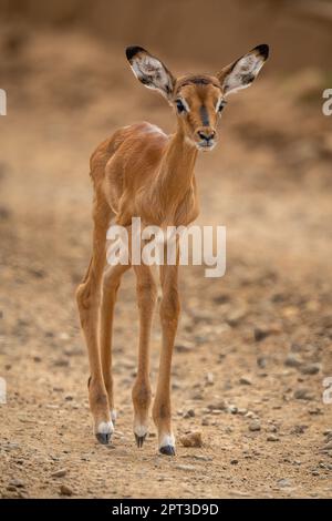 Baby common impala walks on stony track Stock Photo - Alamy