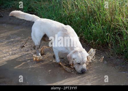 white labrador splashes through puddle of water Stock Photo - Alamy