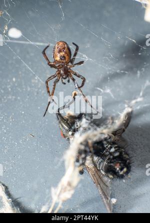 Fly trapped in spiders web Stock Photo - Alamy