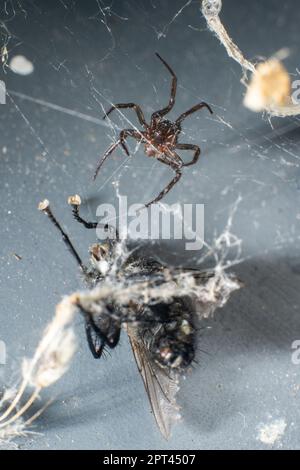 Fly trapped in spiders web Stock Photo - Alamy