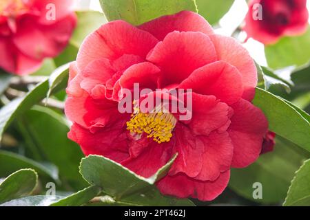 Gorgeous red spring blooms of Camellia japonica in UK garden April ...