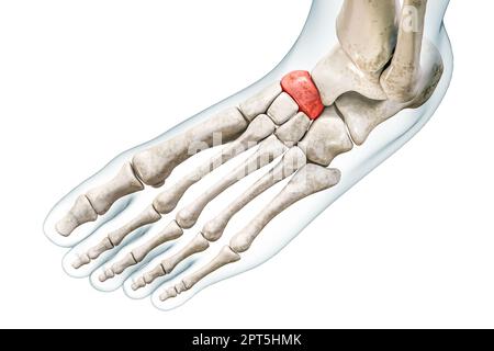 Tarsal bones or tarsus in red with body 3D rendering illustration ...