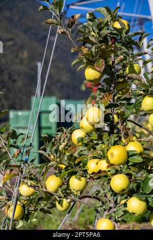 Apple orchard in Aica, South Tyrol, Italy Stock Photo - Alamy