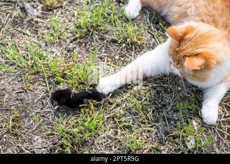 the cat caught the mole and holds it with its paw, in the summer in the ...