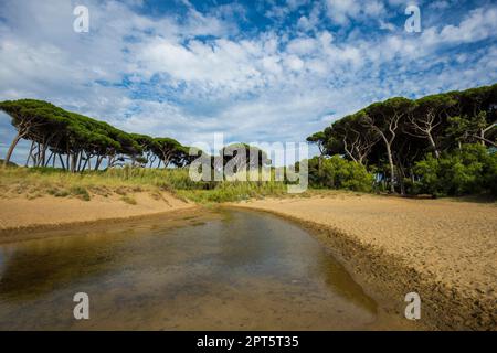 Beach and old pine trees, Spiaggia di Baratti, Baratti, near Piombino ...