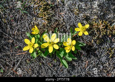 Sagebrush Buttercup, Ranunculus glaberrimus, yellow wildflower Stock ...