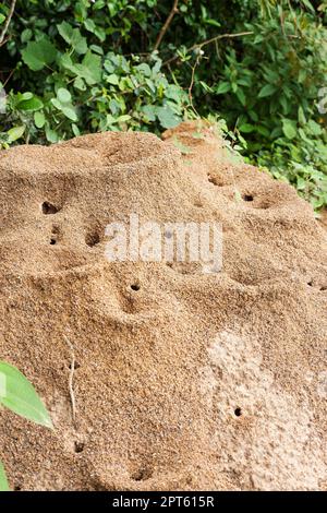 Anthill, ants (Formicidae), Cuba Stock Photo - Alamy