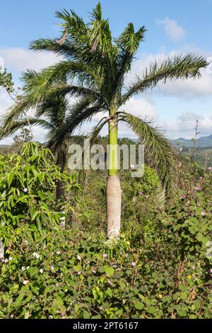 The Royal Palm Tree is the Cuban National Tree a symbol of the ...