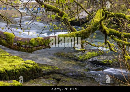 Broken branch full of moss in front of rapids, Doubs, Neuchatel ...