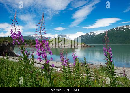 Garden of Eden with view over Kukak Bay to Kukak Volcano, Mount Steller ...