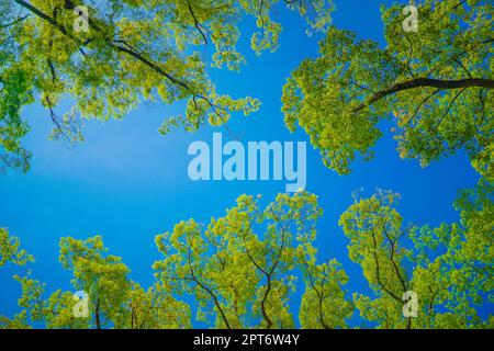 Image of fresh greenery and sunbeams. Shooting Location: Naka -ku ...