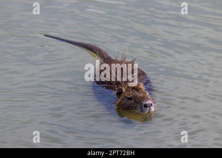 nutria swimming in water,Tuscany, Italy Stock Photo - Alamy