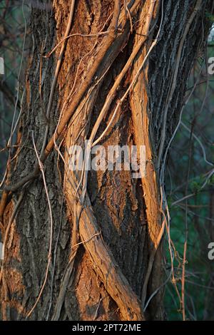 Thick tree trunk strangled with roots of climbing plant virginia ...