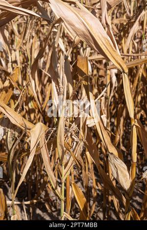 Close up image of withered corn plants, aridity in Germany Stock Photo ...