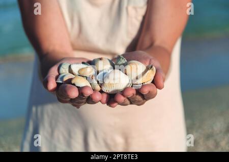 Woman hold seashells at sunny day outdoors. Close up of female hand ...