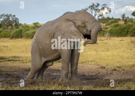 African elephant stands in mud twisting trunk Stock Photo - Alamy
