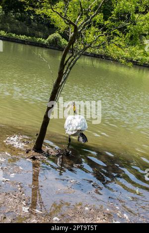 Single swans lives in the natural environment Stock Photo - Alamy