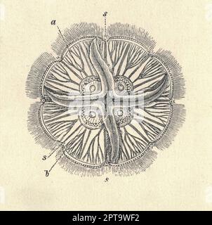 Antique engraved illustration of the common jellyfish - life cycle of ...