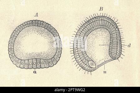 Antique illustration of the lancelet. Vintage illustration of the ...