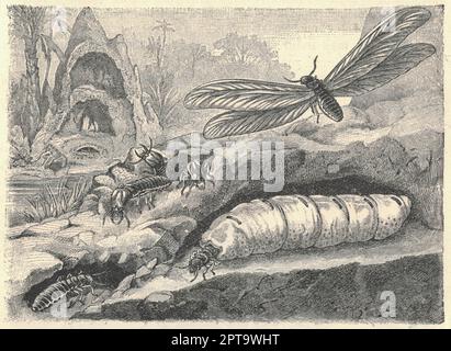 Antique engraved illustration of the termite. Vintage illustration of ...
