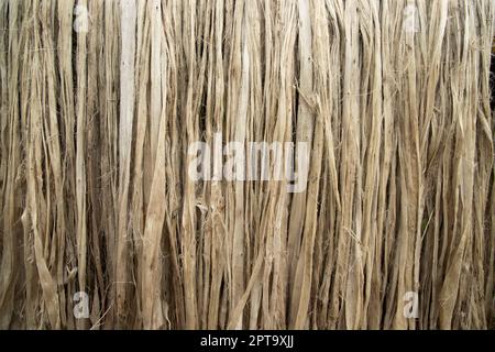 Closeup shot of raw jute fiber hanging under the sunlight for drying ...