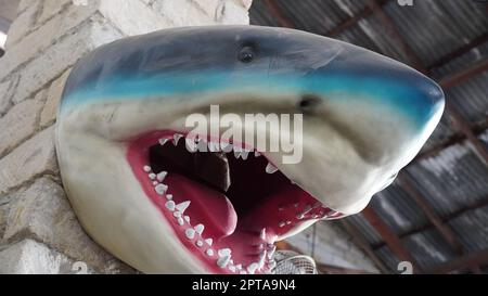 Artificial shark head at a souvenir shop Stock Photo - Alamy