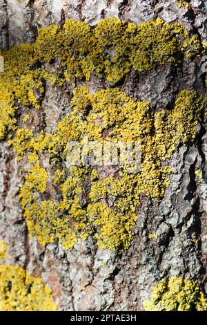 Walnut tree trunk with yellow moss fungus and lichens in the garden in ...