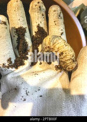 A chrysalis in the hand that is dug in the ground Stock Photo - Alamy