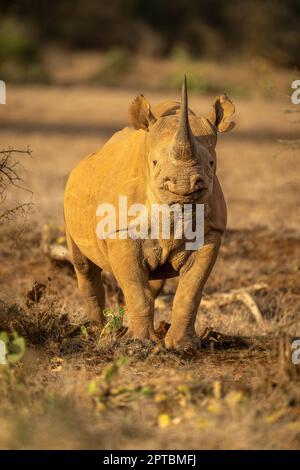 Black rhino stands eyeing camera with catchlight Stock Photo - Alamy