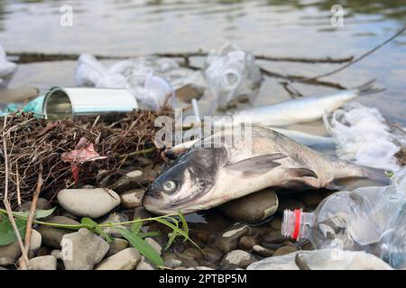 Dead fish among trash near river. Environmental pollution concept Stock ...