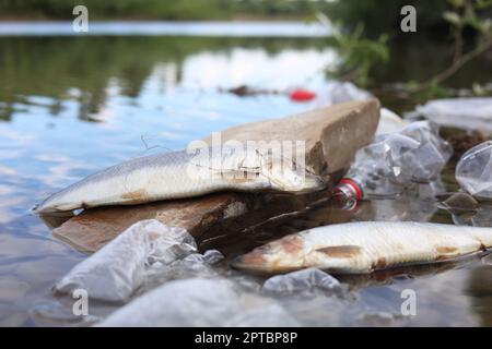Dead fishes among trash in river. Environmental pollution concept Stock ...