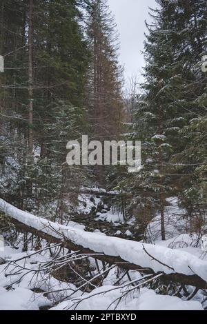 Fallen tree inside of Strazyska Valley in Tatra mountains during winter ...