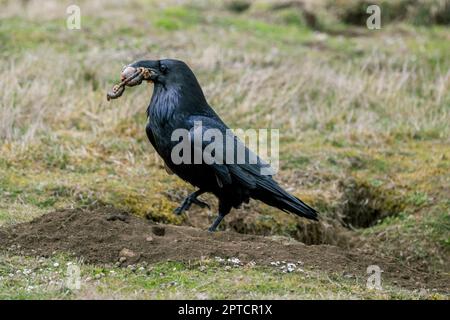 A Common raven is cleaning up the red fox den area, removing rabbit ...