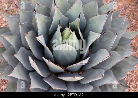 Photograph of Parry's Agave (Agave parryi). Desert Botanical Garden ...