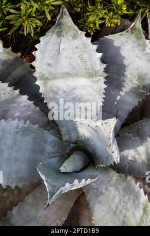Photograph of Parry's Agave (Agave parryi). Desert Botanical Garden ...