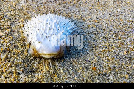 Dead puffer fish washed up on the beach lies on the sand in Zicatela ...