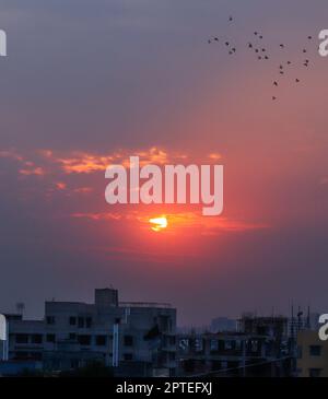 bird flying during sunset Stock Photo - Alamy