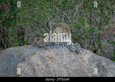 Leopard lies asleep on boulder with cub Stock Photo - Alamy